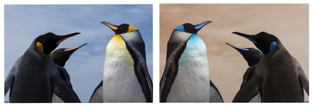 Lesson 6: RGB Color And YUV Color - ZEGOCLOUD